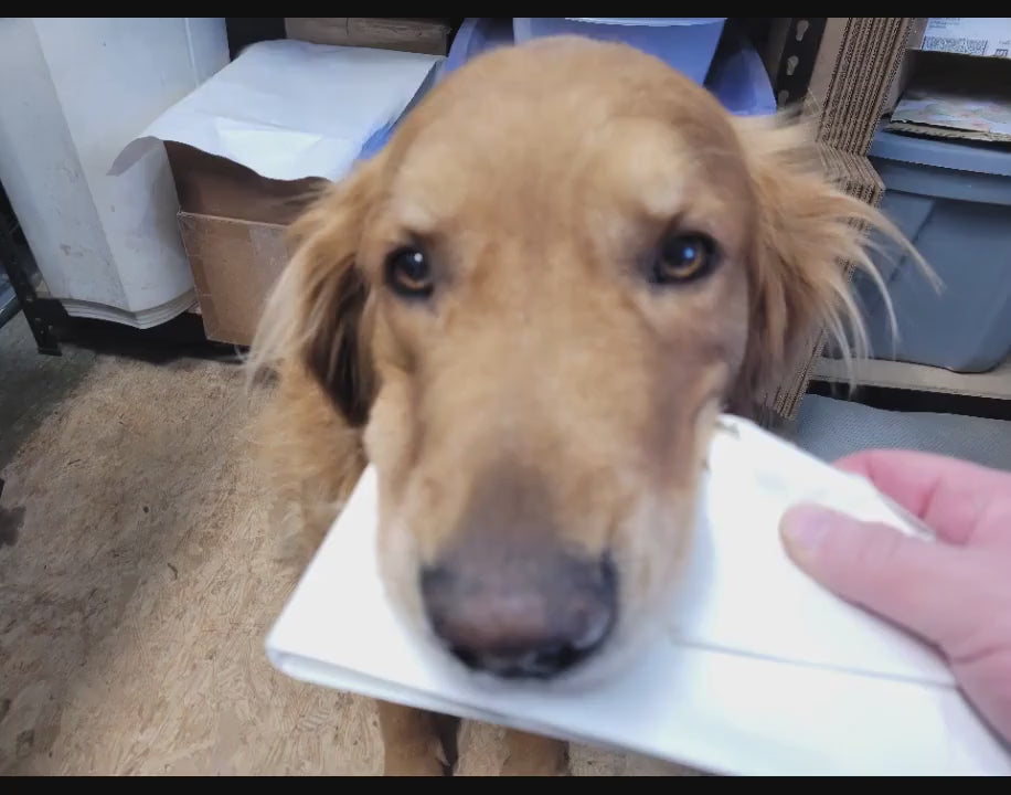 Caution- Furry Tripping Hazards - Personalized Dog Kitchen Towel - Gif ...